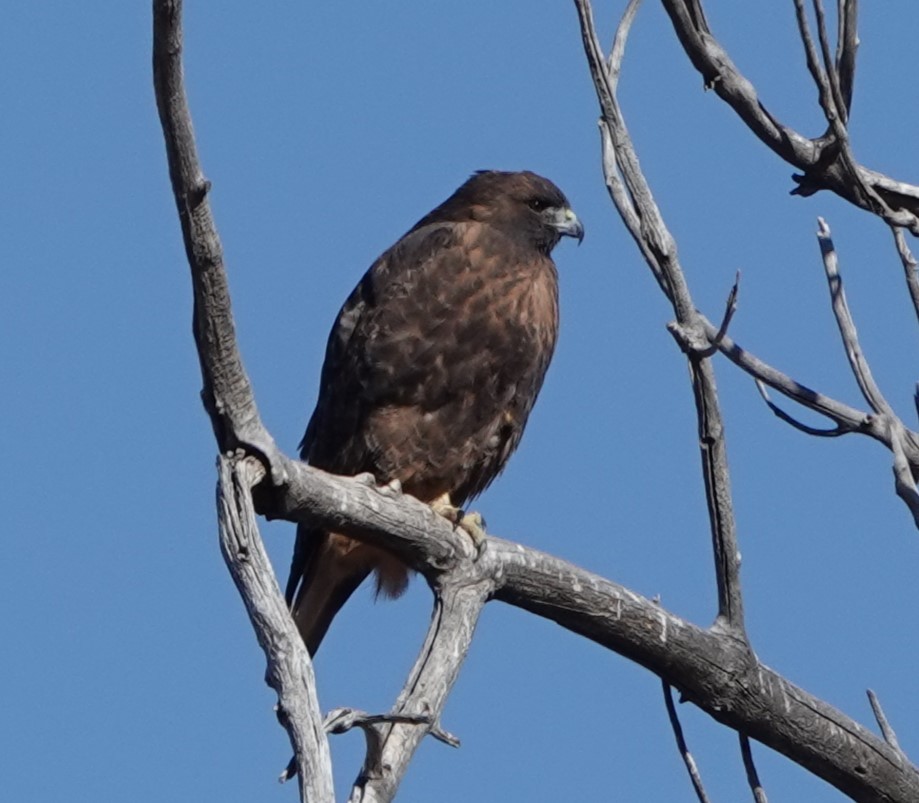 eBird Checklist - 27 Oct 2023 - Red-tailed Hawk Park - 12 species