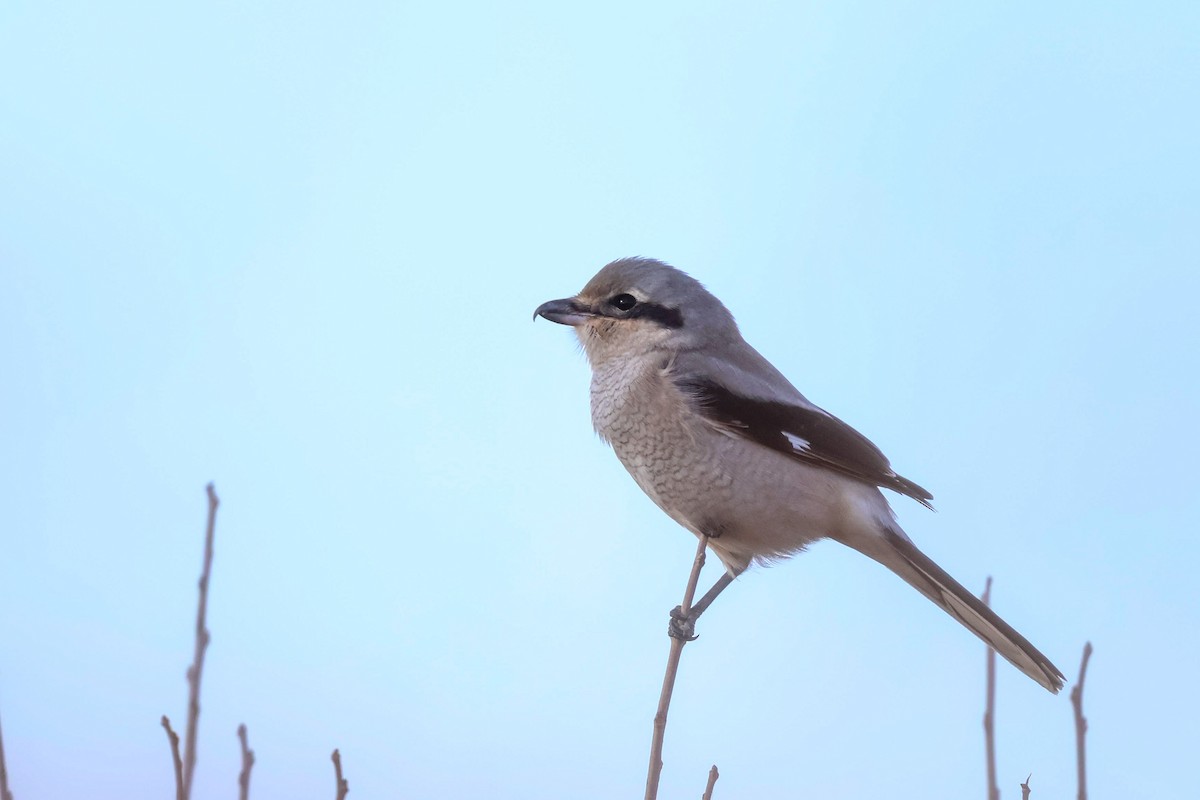 eBird Checklist - 30 Oct 2023 - Limberlost Swamp Wetland Preserve ...
