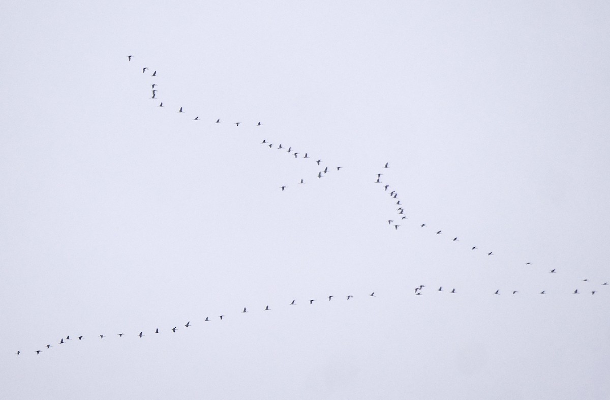 eBird Checklist - 30 Oct 2023 - Lake Travis--Bob Wentz Windy Point Pk ...
