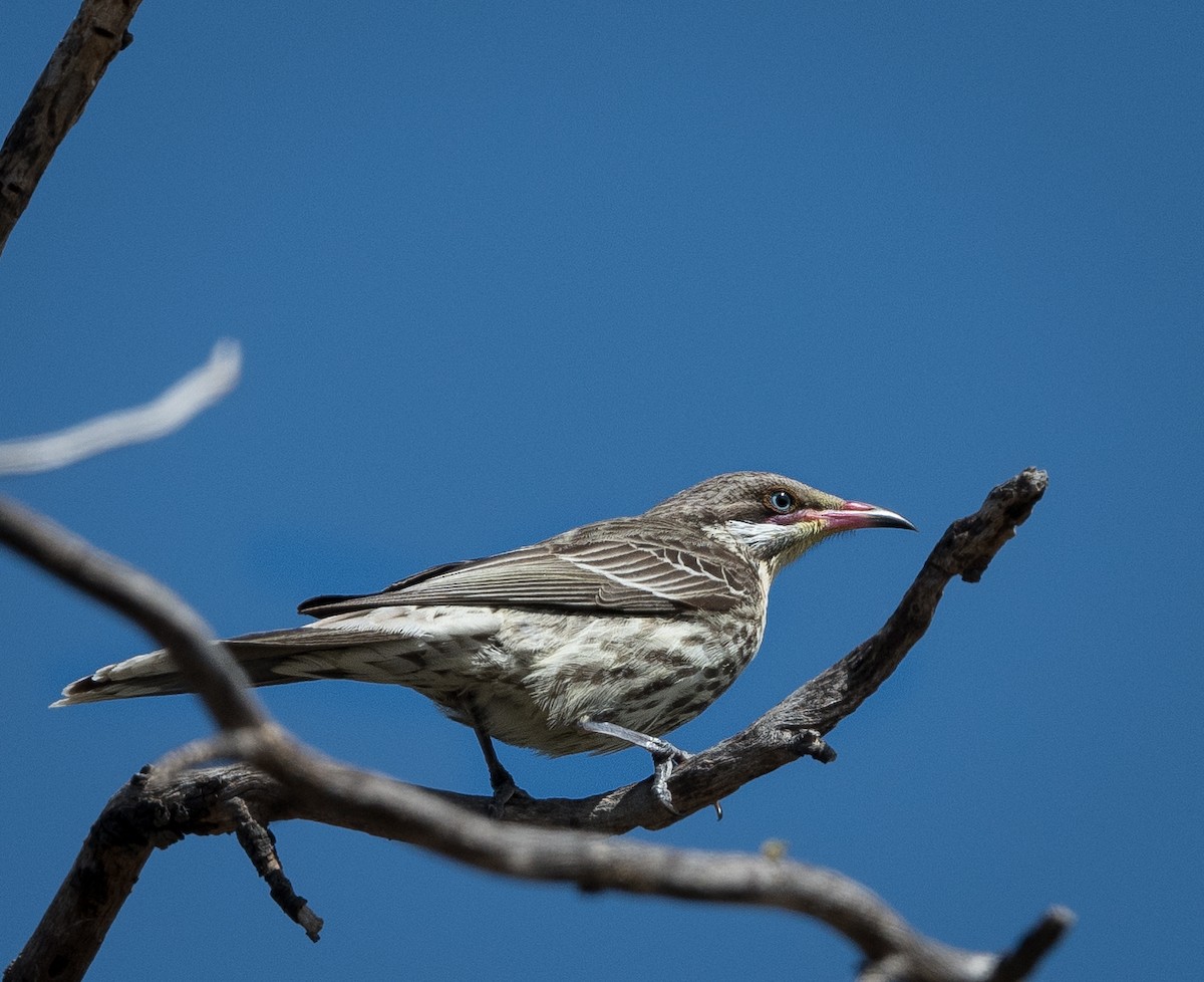 eBird Checklist - 30 Oct 2023 - Mount Korong Nature Conservation ...