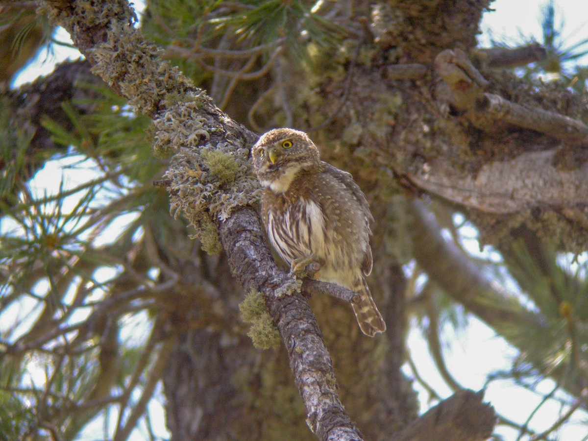 ML610597501 - Northern Pygmy-Owl (Mountain) - Macaulay Library
