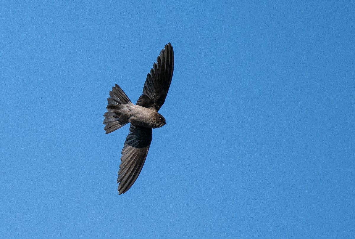 ML610606012 - Volcano Swiftlet - Macaulay Library