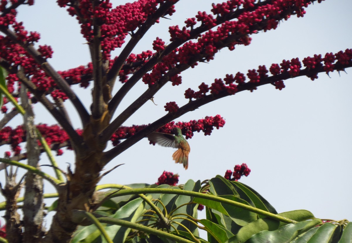 ML610629469 - Amazilia Hummingbird - Macaulay Library