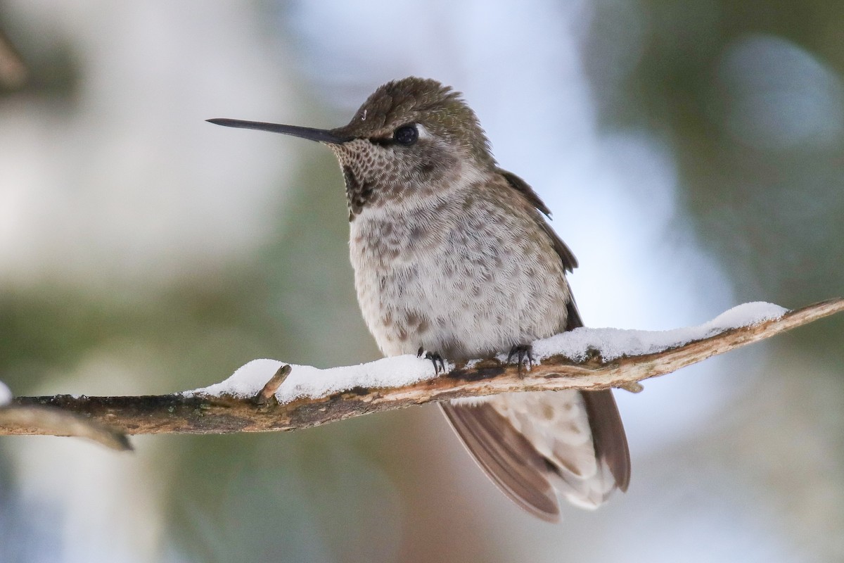 eBird Checklist - 1 Nov 2023 - 7327 W Morgan Ave, Milwaukee US-WI (42. ...
