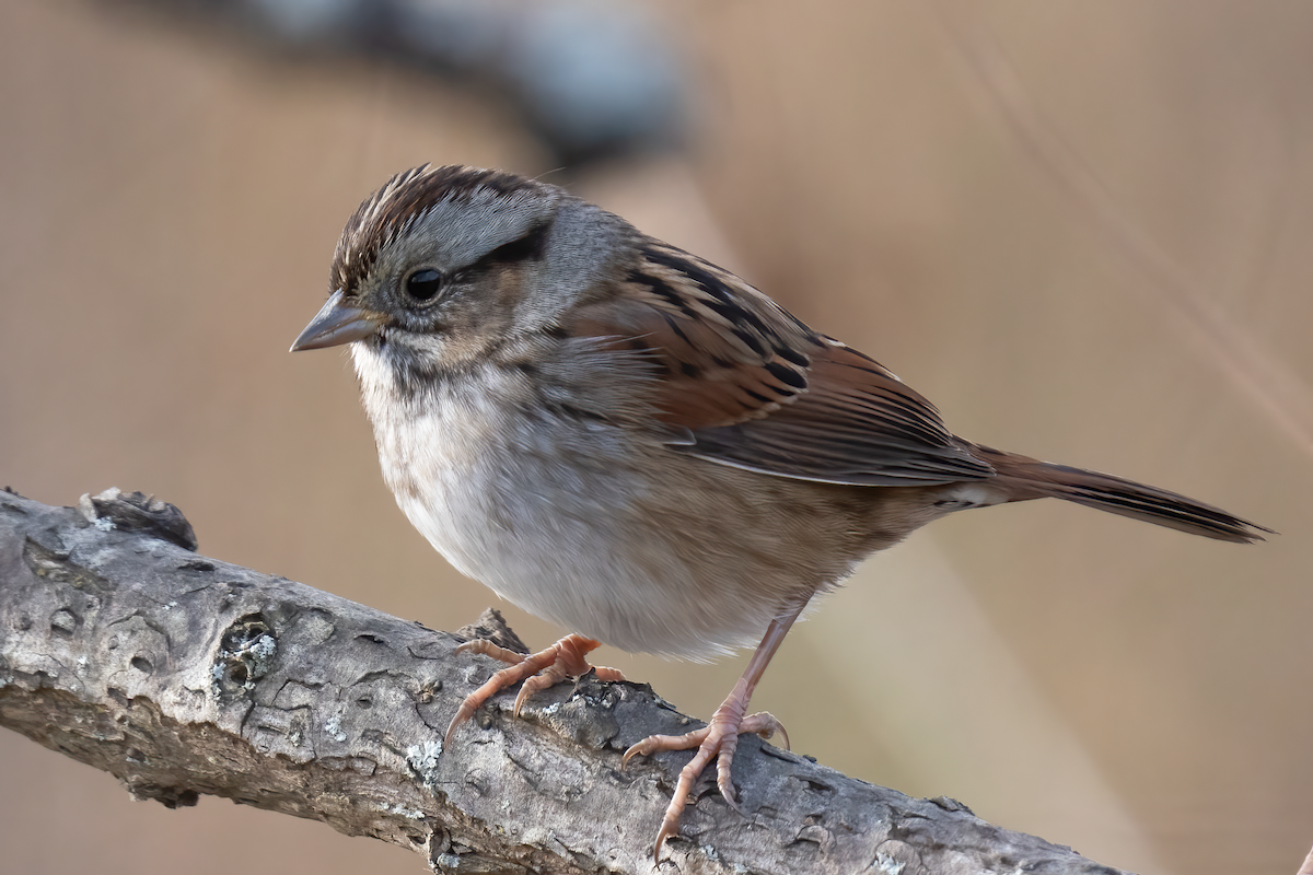 ML610640967 - Swamp Sparrow - Macaulay Library