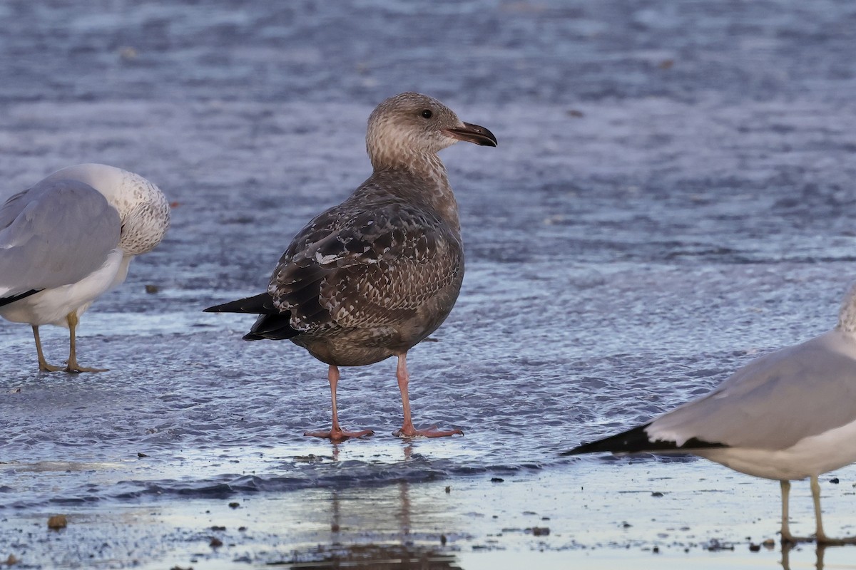 eBird Checklist - 1 Nov 2023 - Calgary--Rotary/Mattamy Wetlands (68 ...