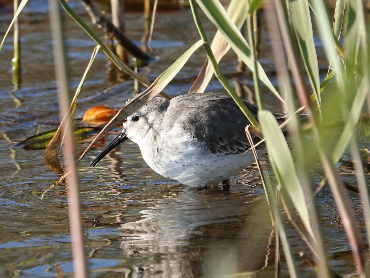 eBird Checklist - 2 Nov 2023 - Spruce Run Reservoir--Boat Launch - 10 ...