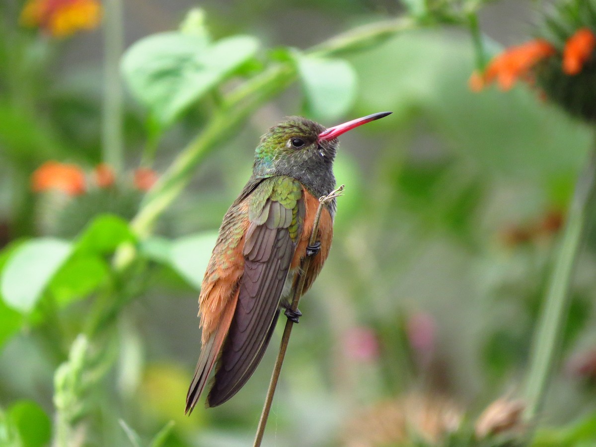 ML610692039 - Amazilia Hummingbird - Macaulay Library