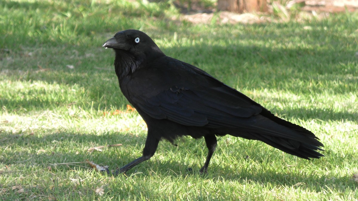 ML610707353 - Australian Raven - Macaulay Library