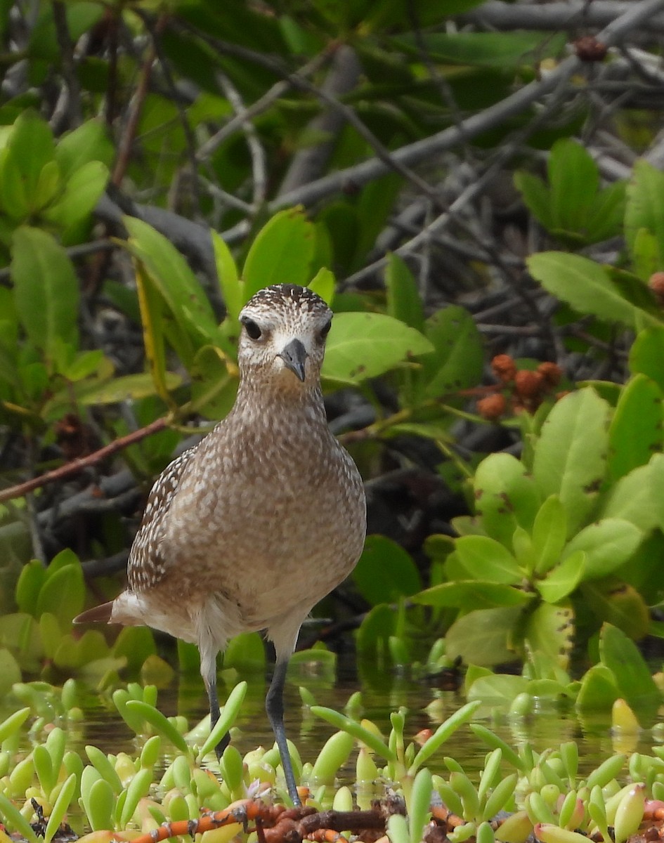 eBird Checklist - 3 Nov 2023 - Klein Curaçao - 8 species