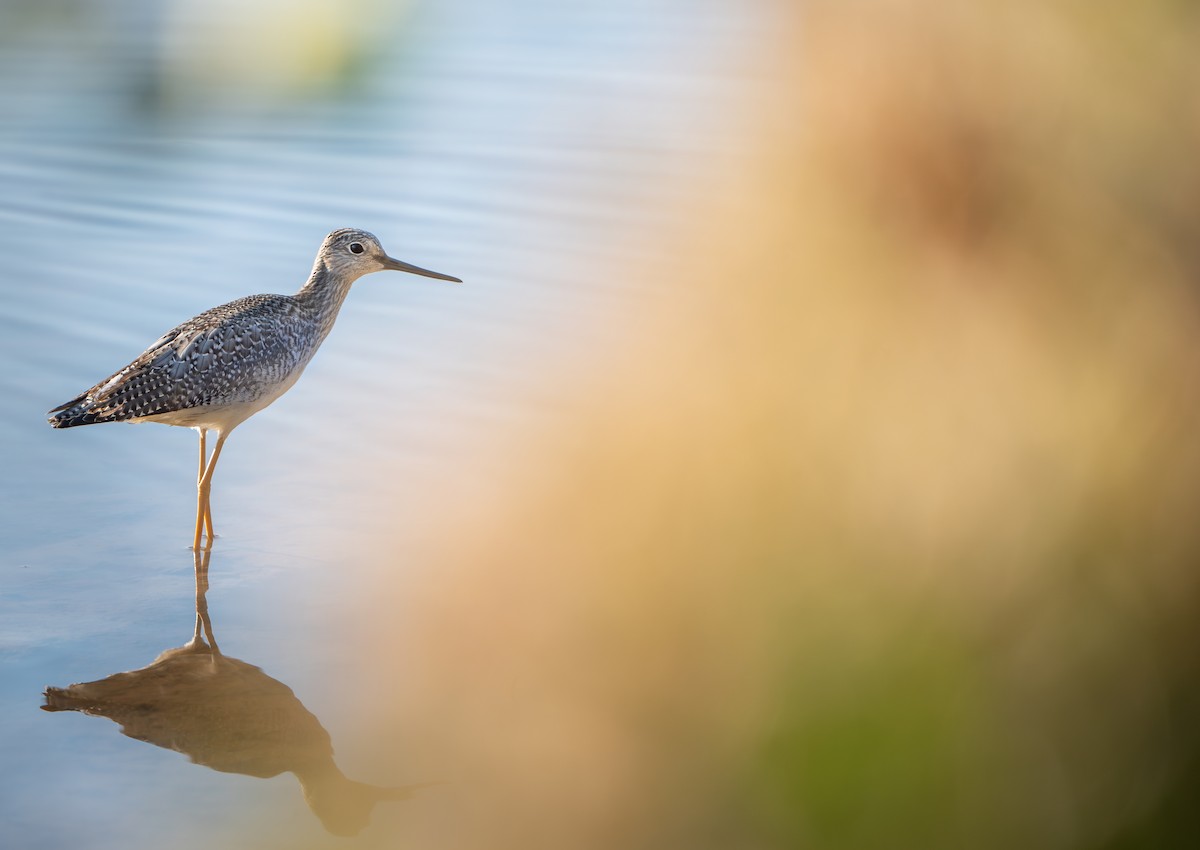 eBird Checklist - 4 Nov 2023 - Kingman Island South - Kingman Lake ...