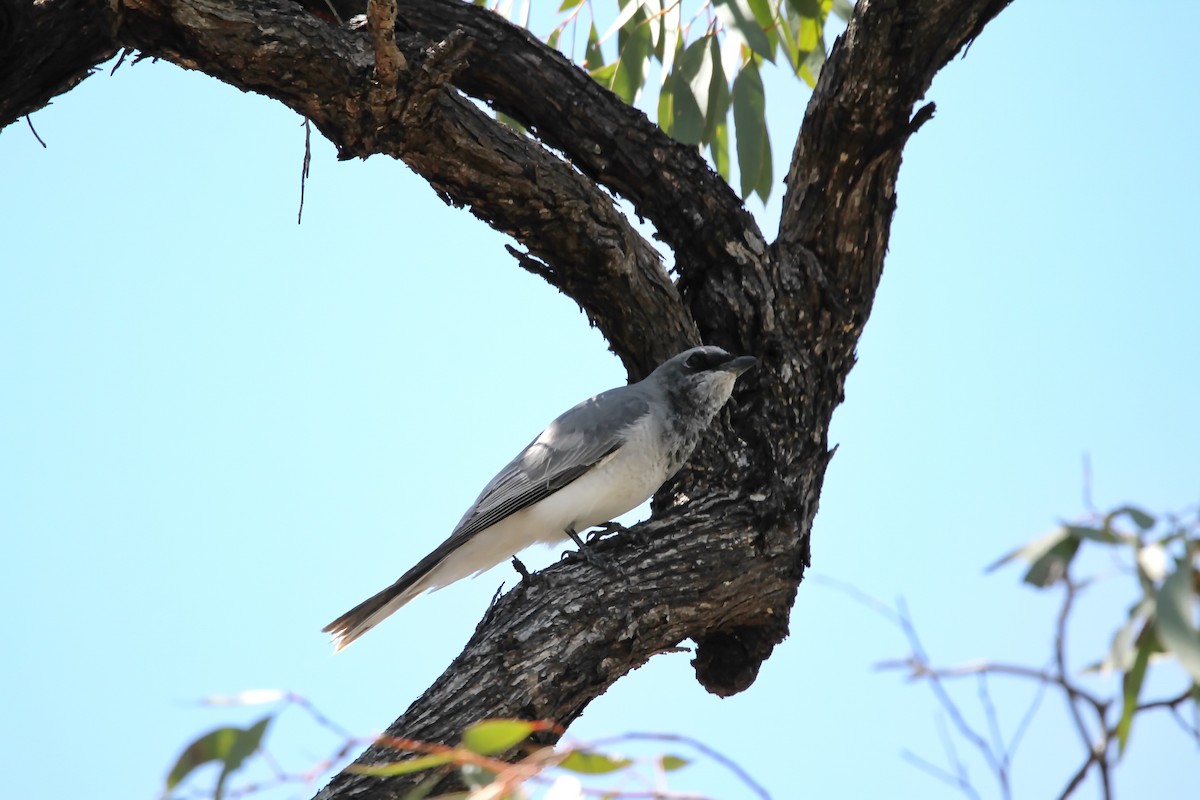 eBird Checklist - 7 Oct 2023 - Wail State Forest - 56 species
