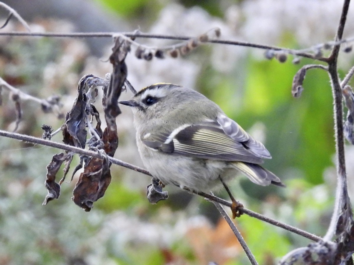 eBird Checklist - 4 Nov 2023 - Montrose Point Bird Sanctuary, Lincoln ...
