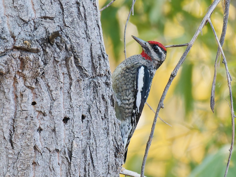 Yellow-bellied x Red-naped Sapsucker (hybrid) - eBird