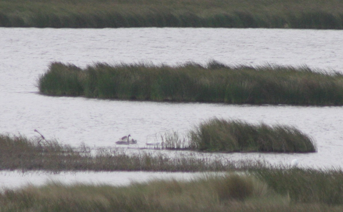 eBird Checklist - 4 Nov 2023 - GTM NERR--North Beach Access - 11 ...