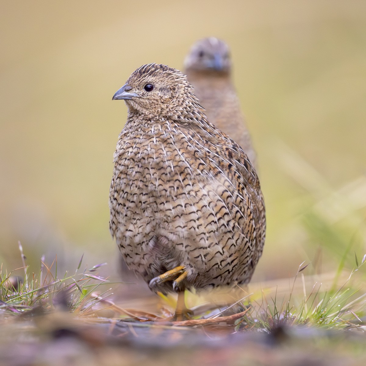 eBird Checklist - 4 Nov 2023 - Beecroft Weapons Range - 12 species