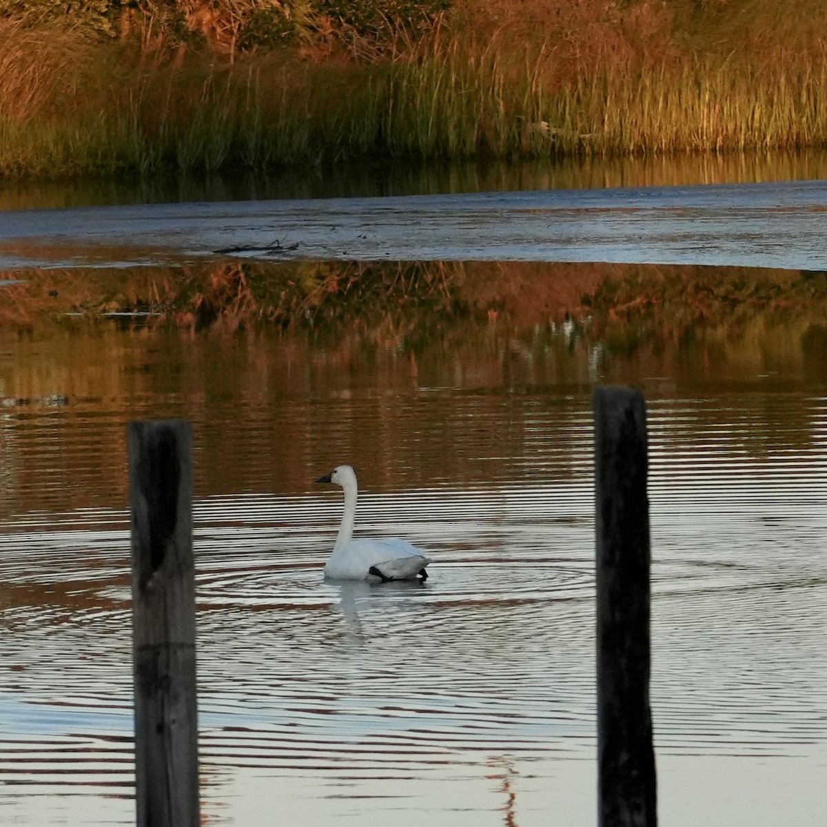 eBird Checklist - 5 Nov 2023 - Big Talbot Island SP--Spoonbill Pond ...
