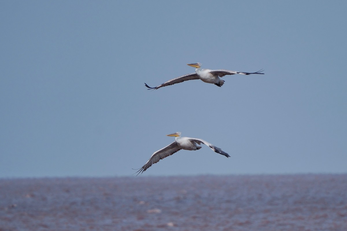 eBird Checklist - 6 Nov 2023 - 余姚海涂 (Yuyao Coast) - 6 species