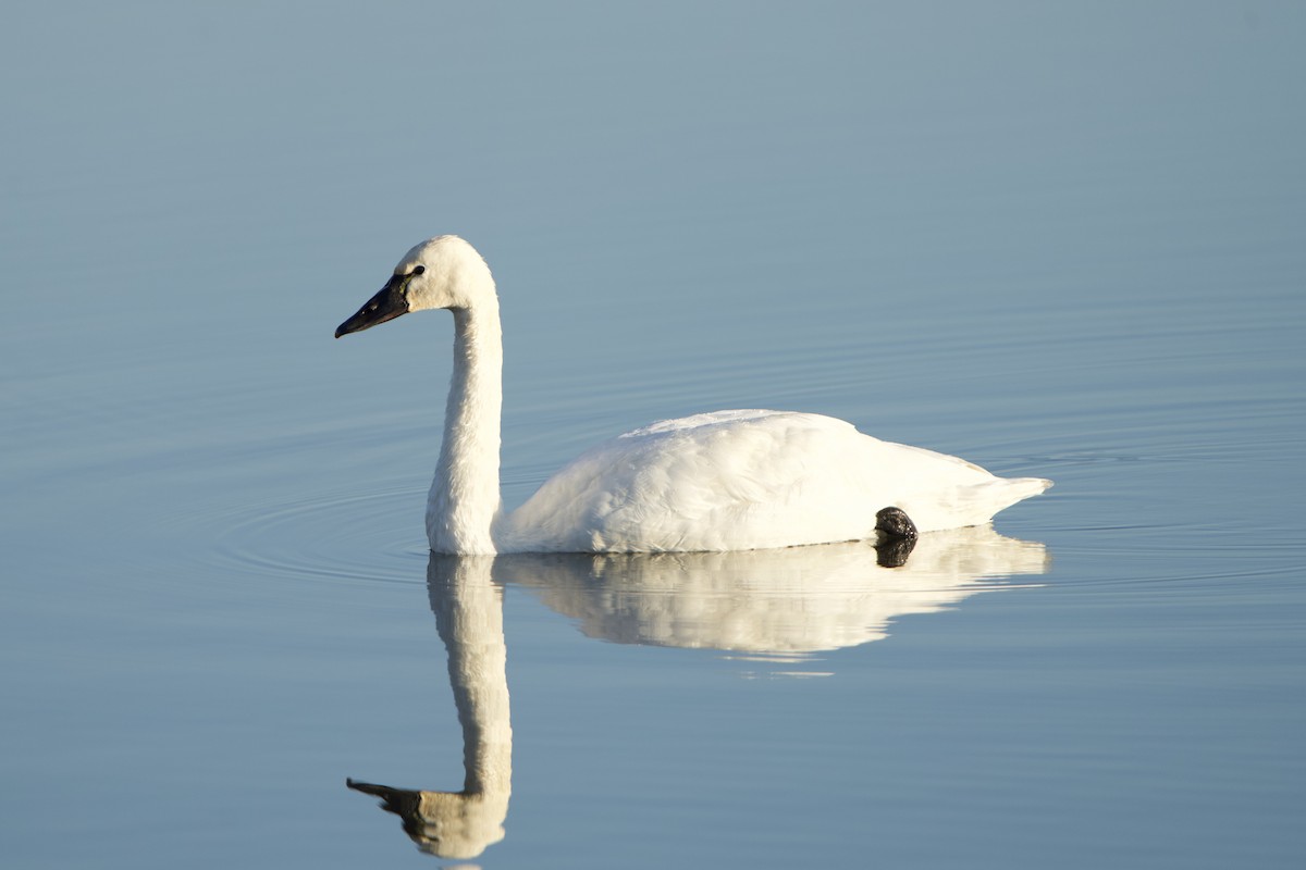 eBird Checklist - 6 Nov 2023 - Big Talbot Island SP--Spoonbill Pond ...