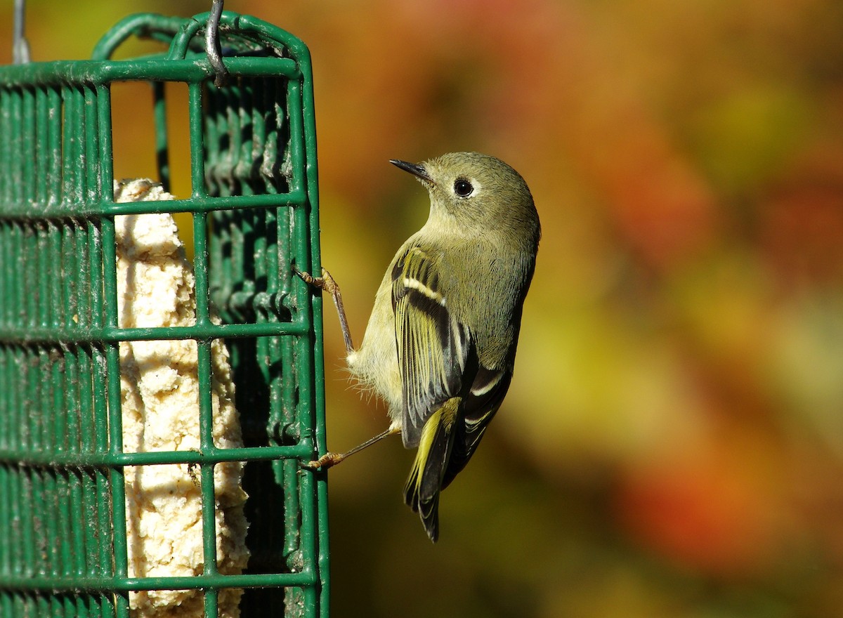 ML610864367 - Ruby-crowned Kinglet - Macaulay Library