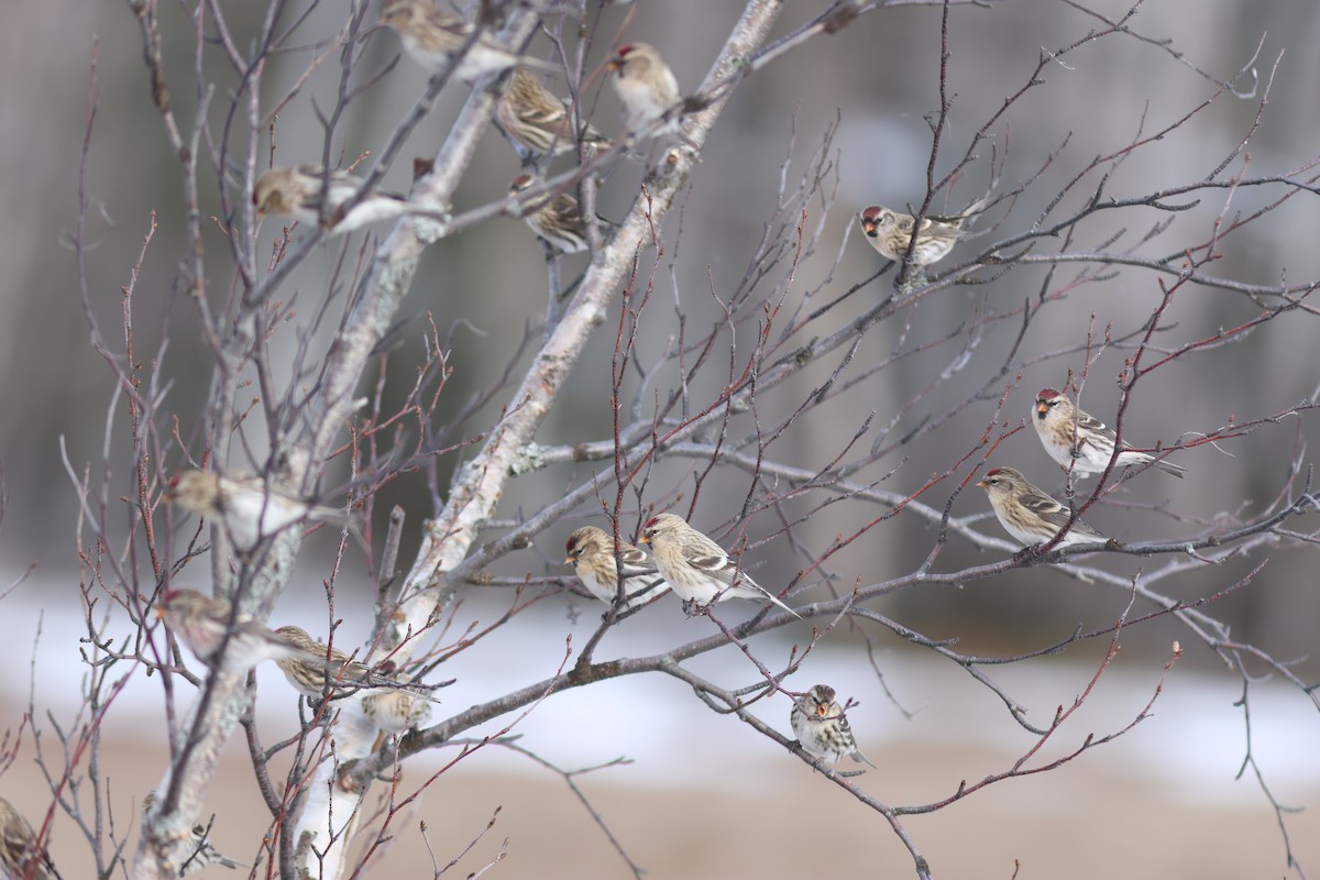 ML610874543 - Redpoll (Common) - Macaulay Library