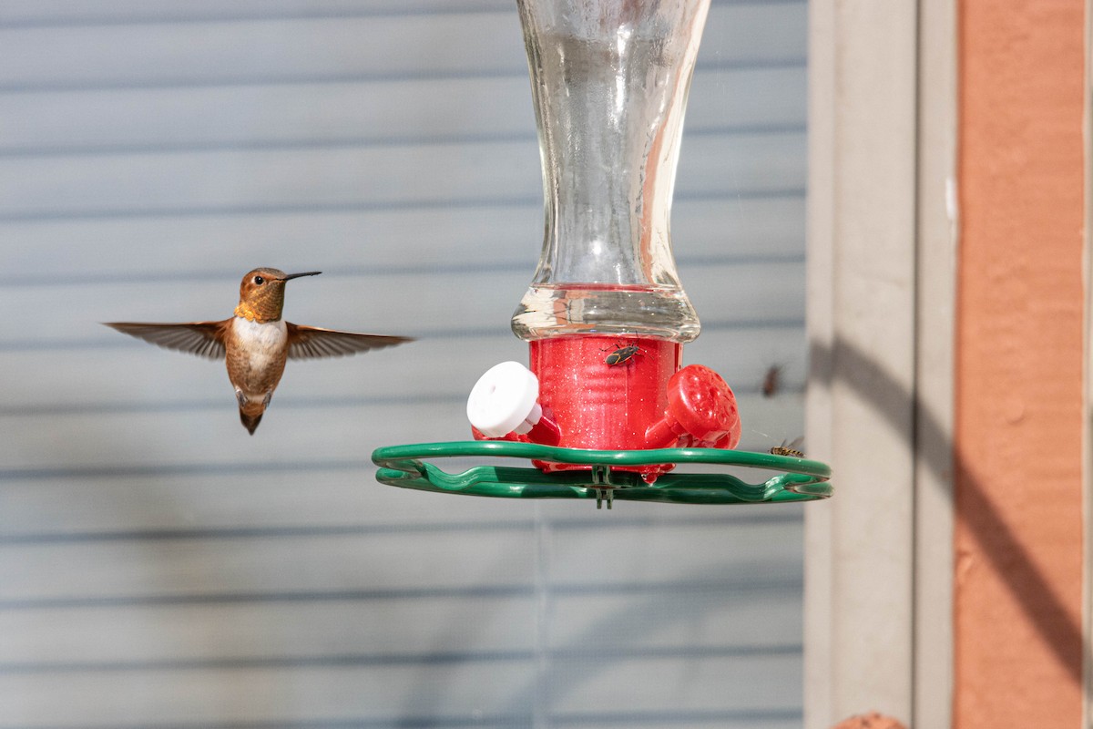 eBird Checklist - 7 Nov 2023 - Governor Nelson SP - 1 species