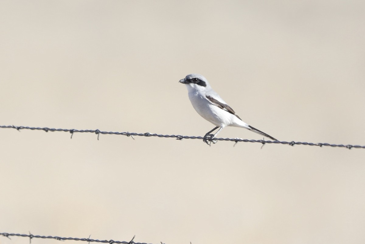 eBird Checklist - 4 Nov 2023 - Bitter Creek NWR - 22 species