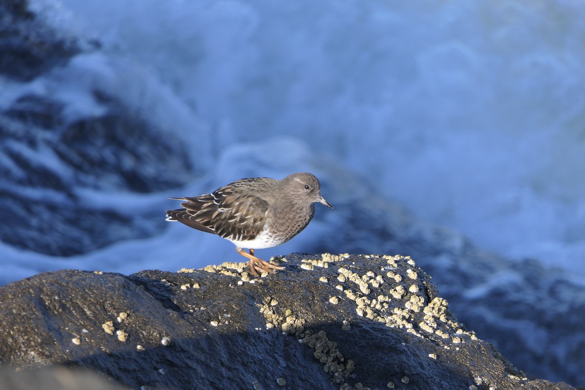 eBird Checklist - 8 Nov 2023 - Siuslaw River--South Jetty (jetty only ...