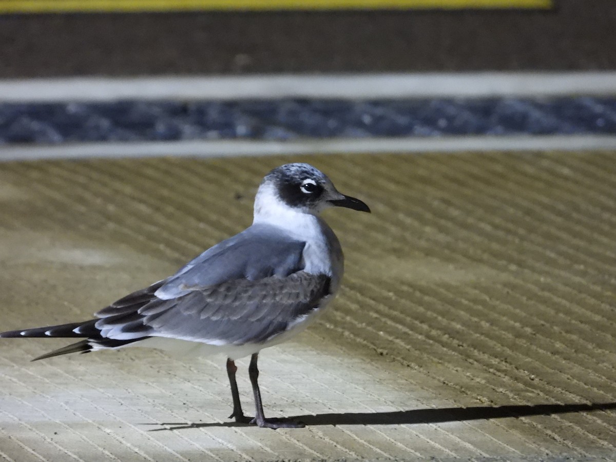 ML610921719 - Franklin's Gull - Macaulay Library ML610921719 - Franklin's Gull - Macaulay Library