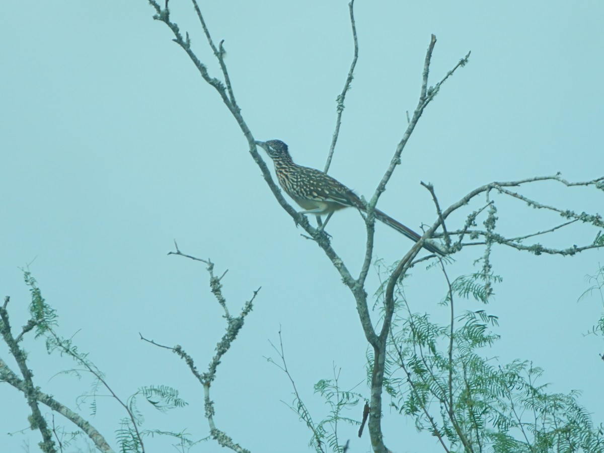 eBird Checklist - 9 Nov 2023 - King Ranch--Norias Division (Kenedy Co ...