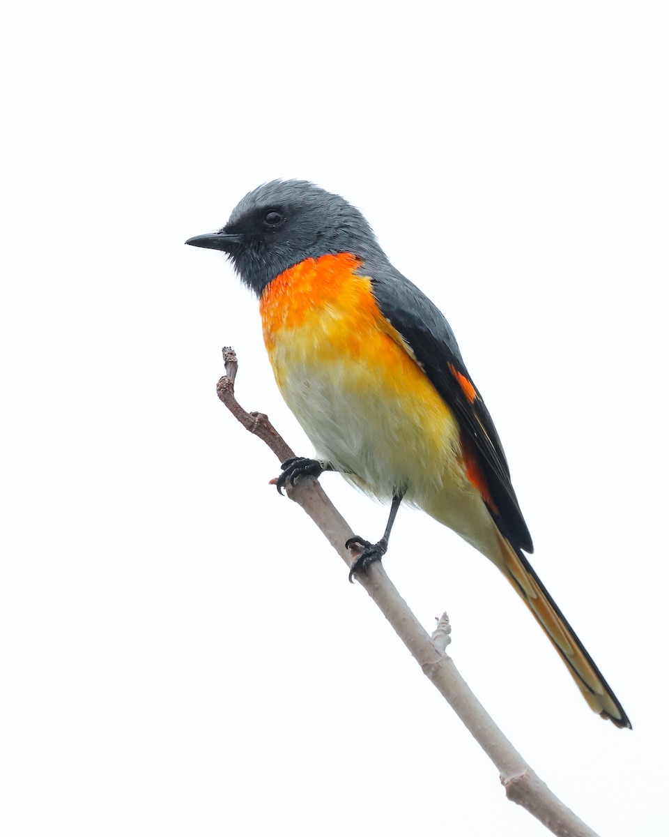 ML610957399 - Small Minivet - Macaulay Library