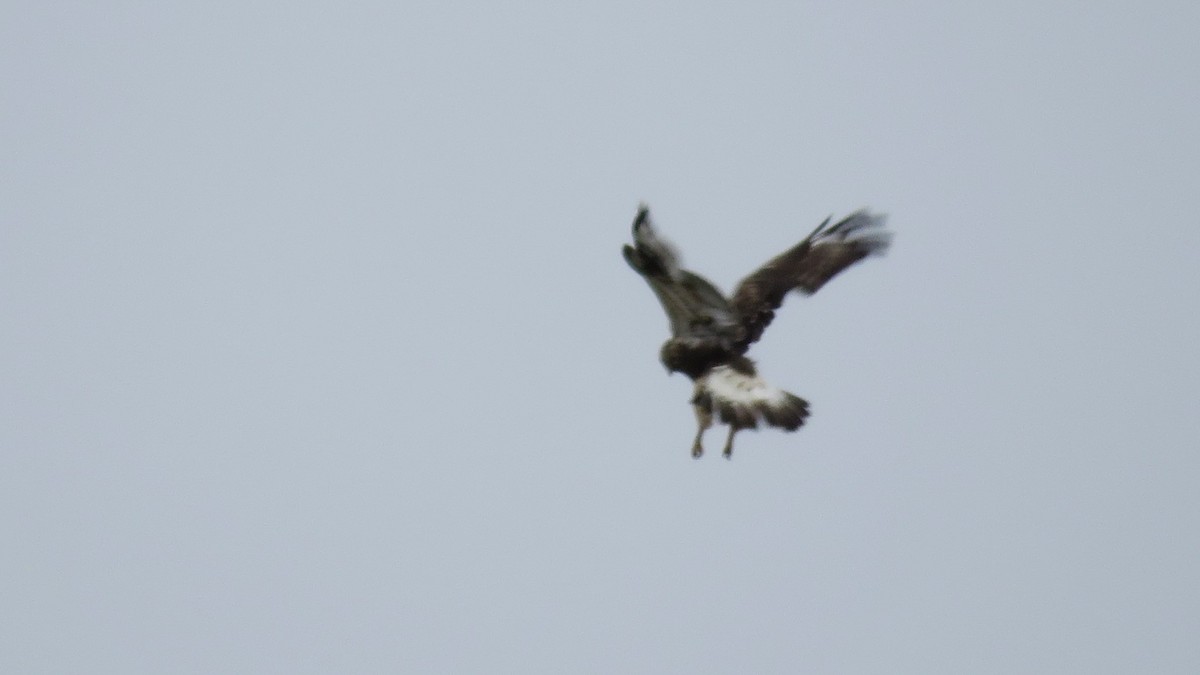 ML610963058 - Rough-legged Hawk - Macaulay Library