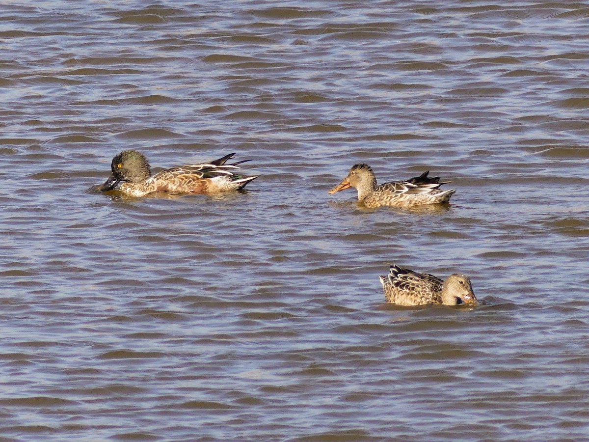 eBird Checklist - 19 Oct 2023 - Edwin B. Forsythe NWR (formerly Brig ...