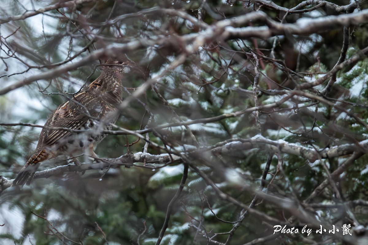 eBird Checklist - 10 Nov 2023 - Moose Bog, Wenlock WMA - 10 species