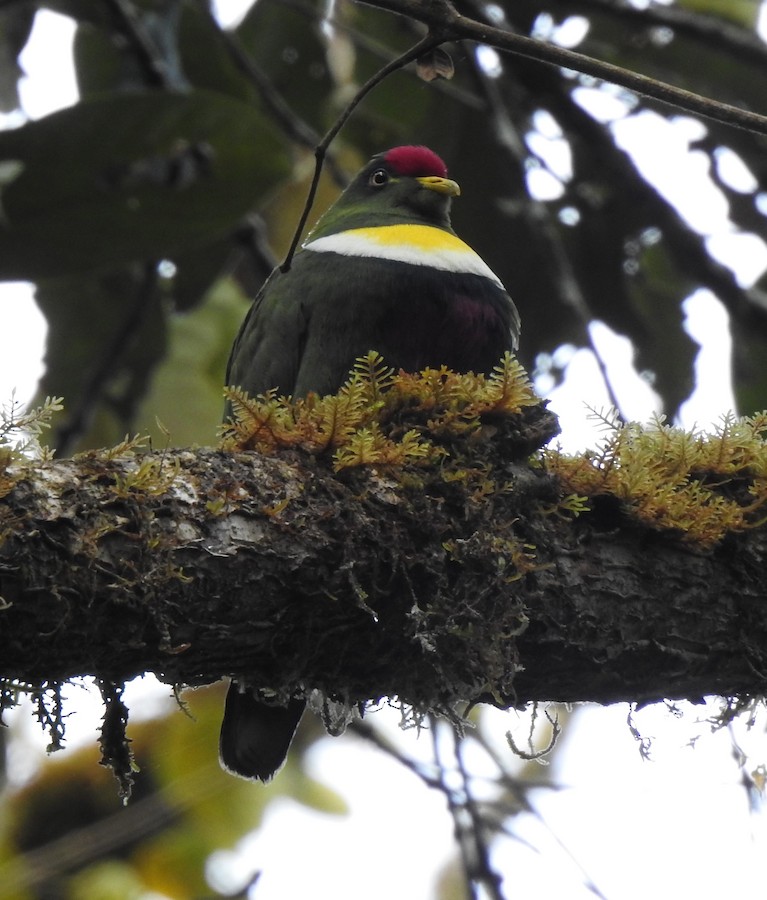 White-bibbed Fruit Dove (Mountain) - eBird