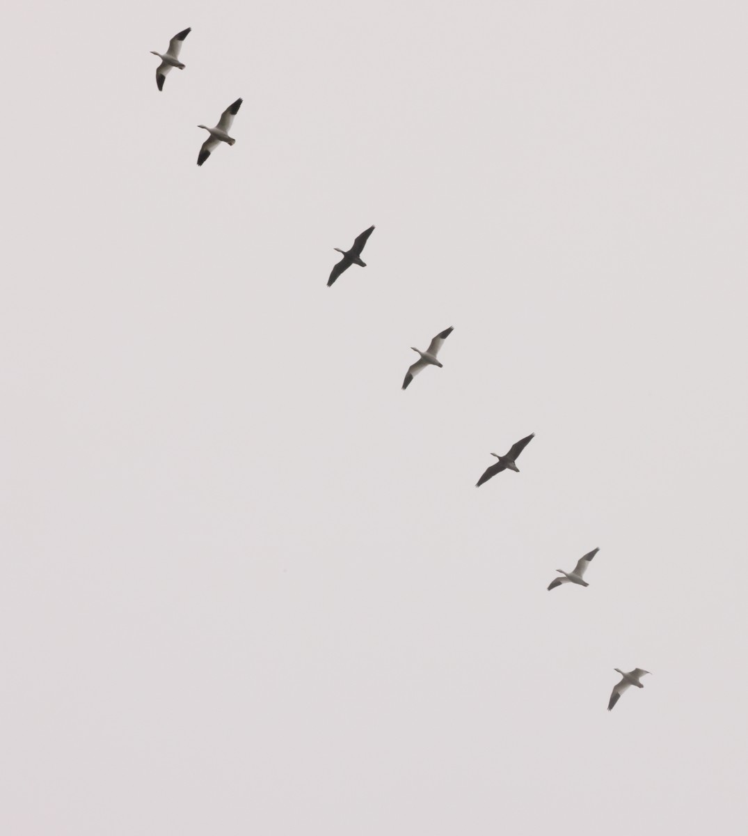 eBird Checklist - 10 Nov 2023 - King Ranch--Norias Division (Kenedy Co ...