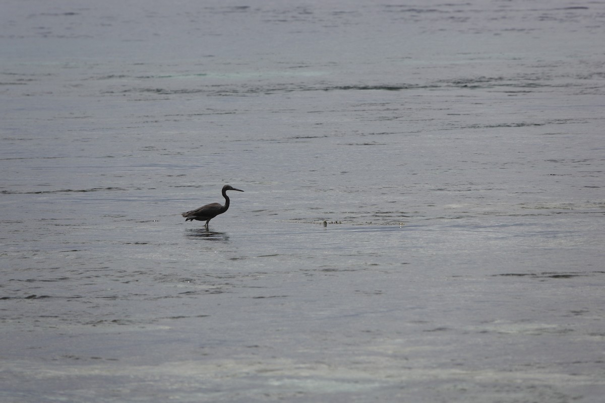 eBird Checklist - 18 Oct 2023 - Augusta (Restricted Access) - 14 species