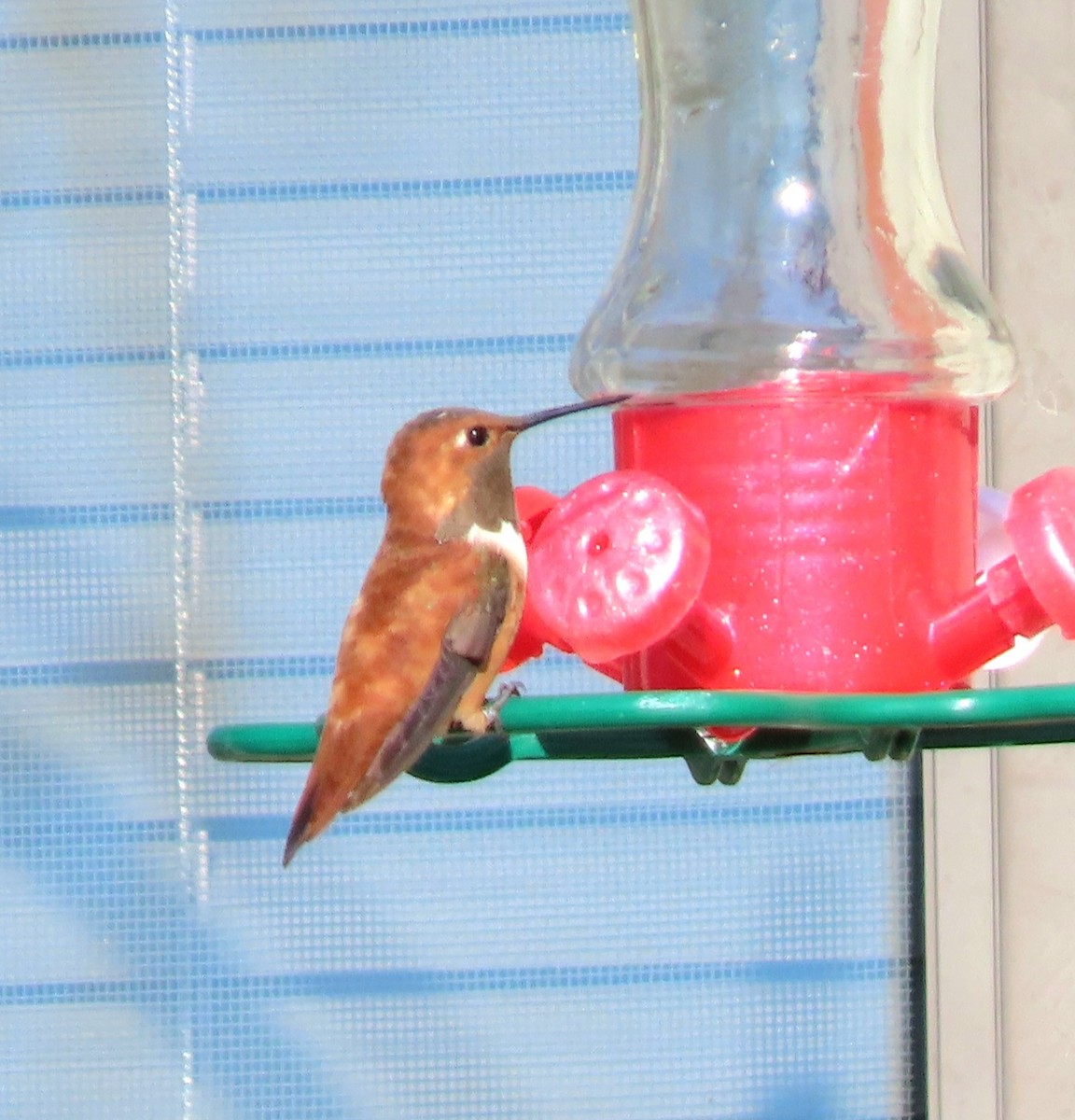 eBird Checklist - 11 Nov 2023 - Governor Nelson SP - 5 species