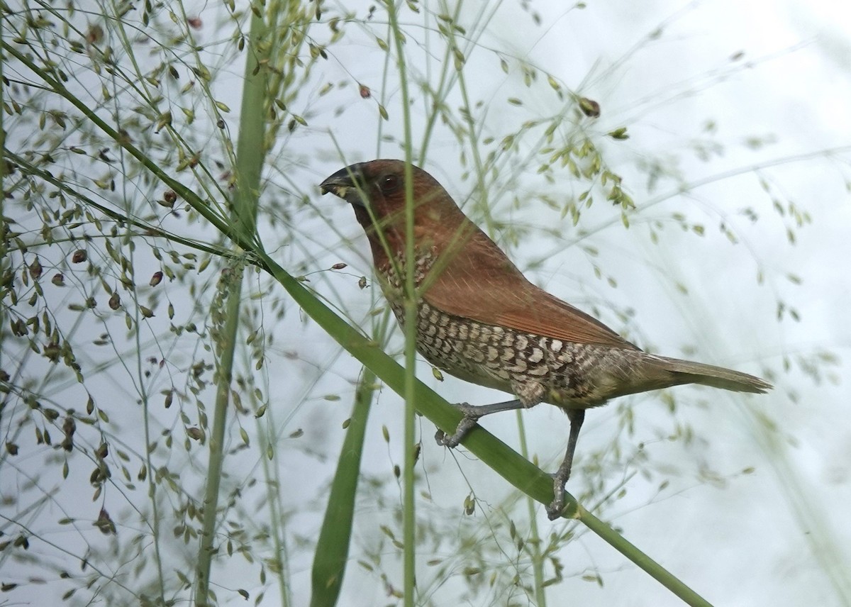 ML611006509 - Scaly-breasted Munia - Macaulay Library
