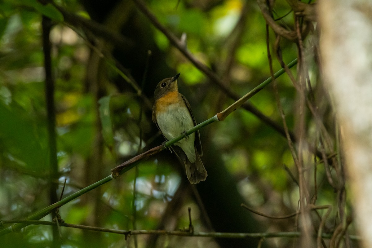 eBird Checklist - 12 Nov 2023 - Arippa - 17 species