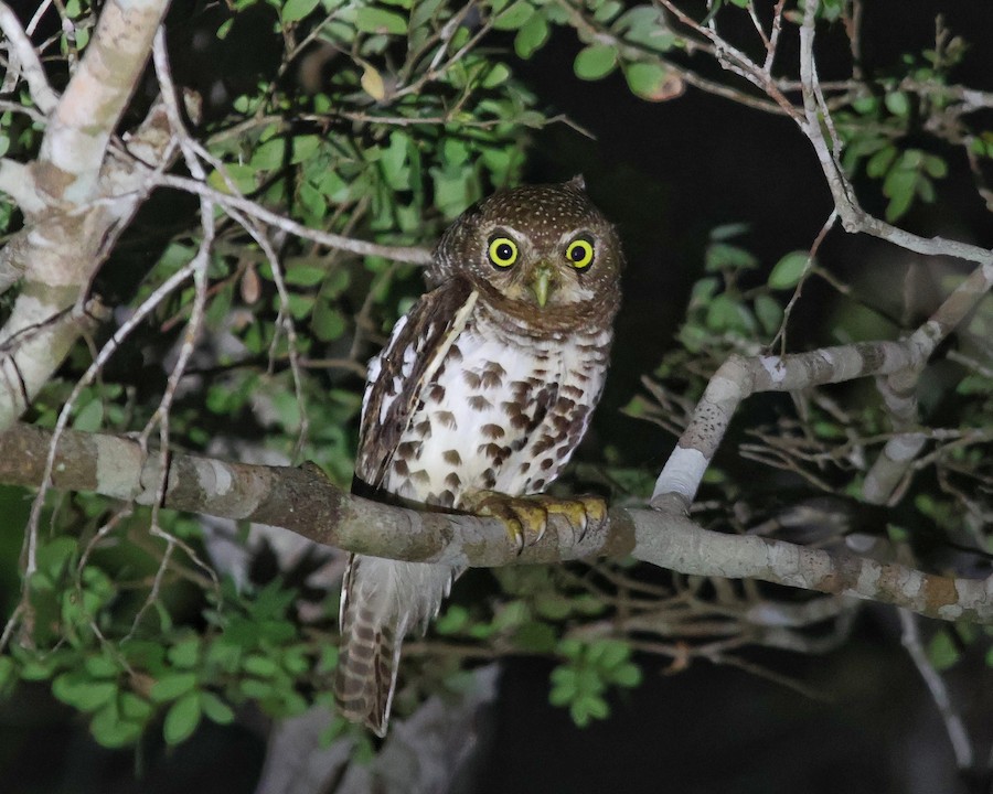 African Barred Owlet (Spot-fronted) - eBird