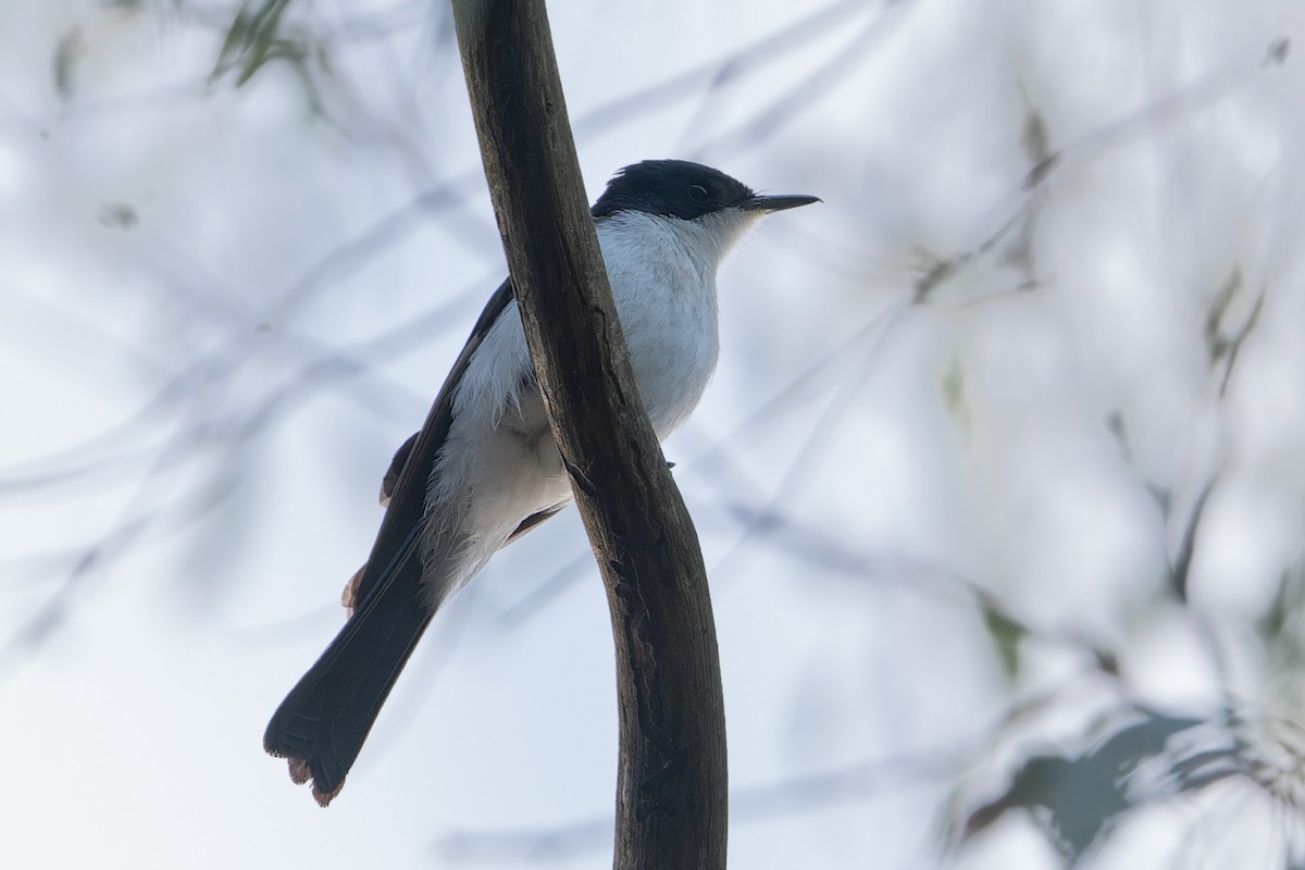 eBird Checklist - 13 Nov 2023 - Shepherds Bush - 40 species