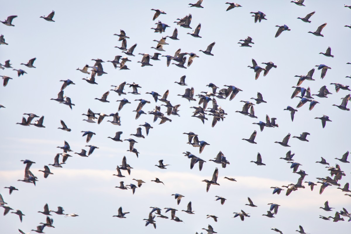 eBird Checklist - 12 Nov 2023 - Curles Neck Farm (restricted access ...