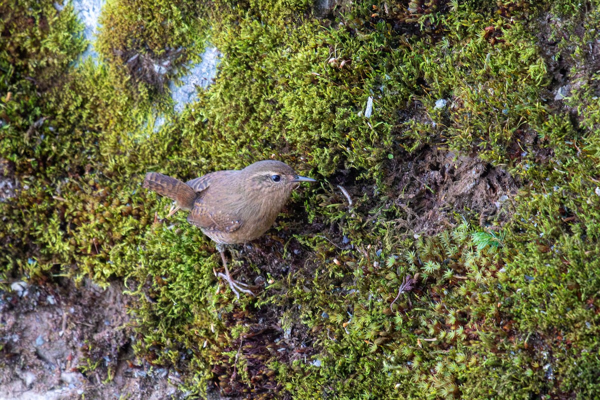 eBird Checklist - 12 Nov 2023 - Kodiak Is.--Spruce Cape - 25 species