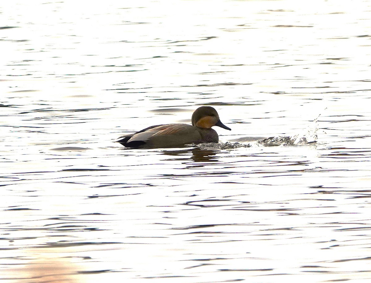 ML611073482 - dabbling duck sp. - Macaulay Library