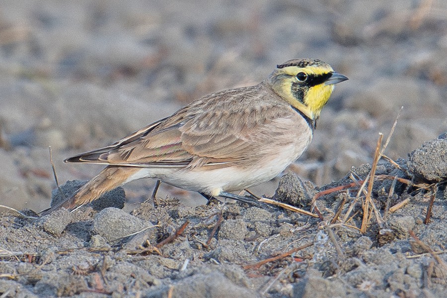 Horned Lark (Western rufous Group) - eBird