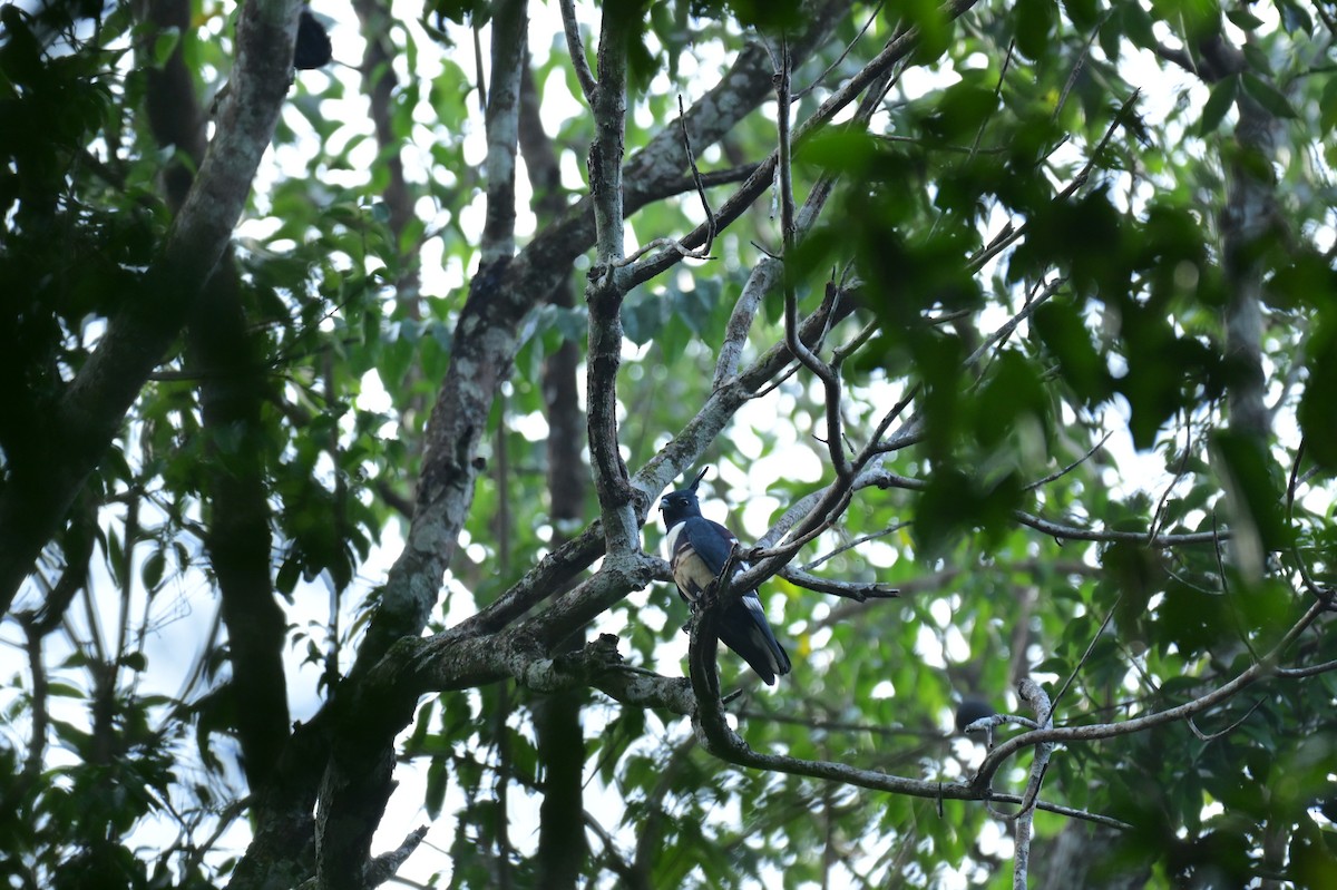 eBird Checklist - 12 Nov 2023 - Arippa - 15 species