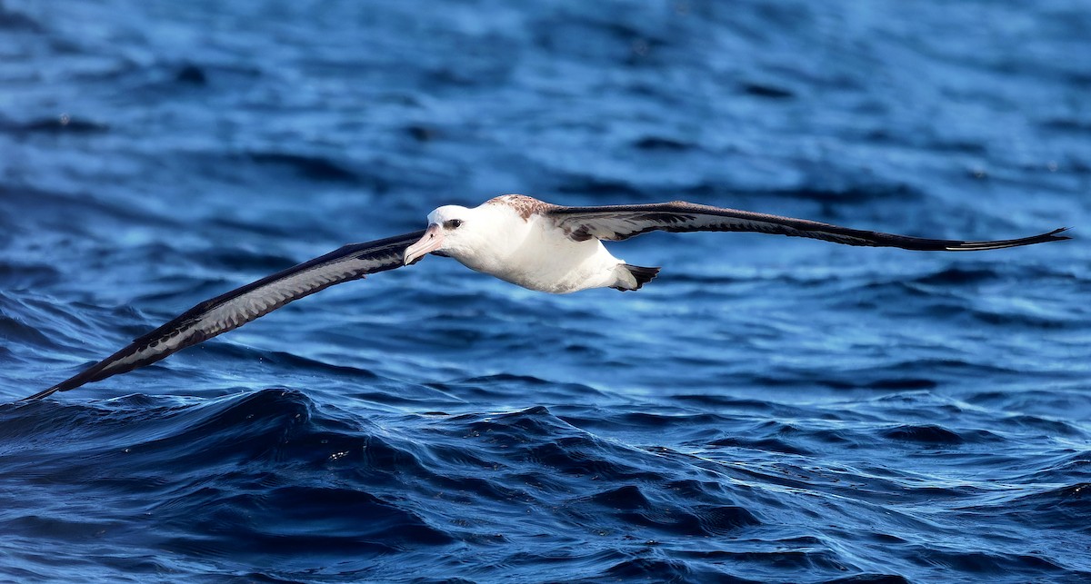 ML611117437 - Laysan Albatross - Macaulay Library