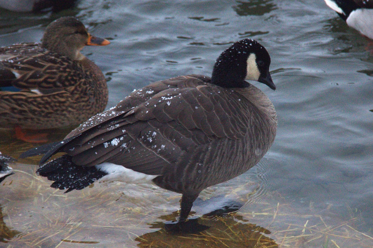eBird Checklist - 13 Nov 2023 - Carlson Center - 9 species