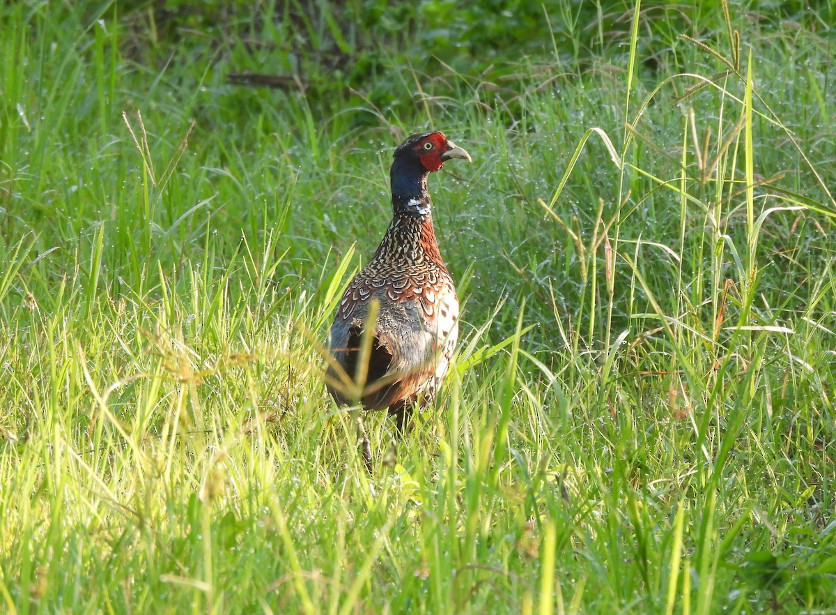 eBird Checklist - 26 Oct 2023 - Fozu St., Guangfu Township - 13 species